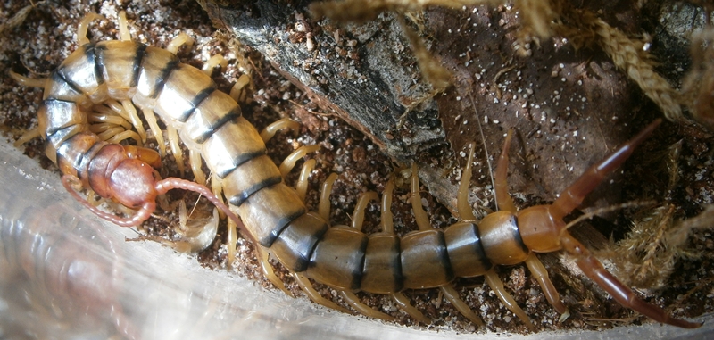 Scolopendra polymorpha "Rio Grand" | Arachnoboards