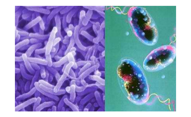Kolera hastalığı nedir? Nasıl bulaşır? Nedenleri, belirtileri ve tedavisi