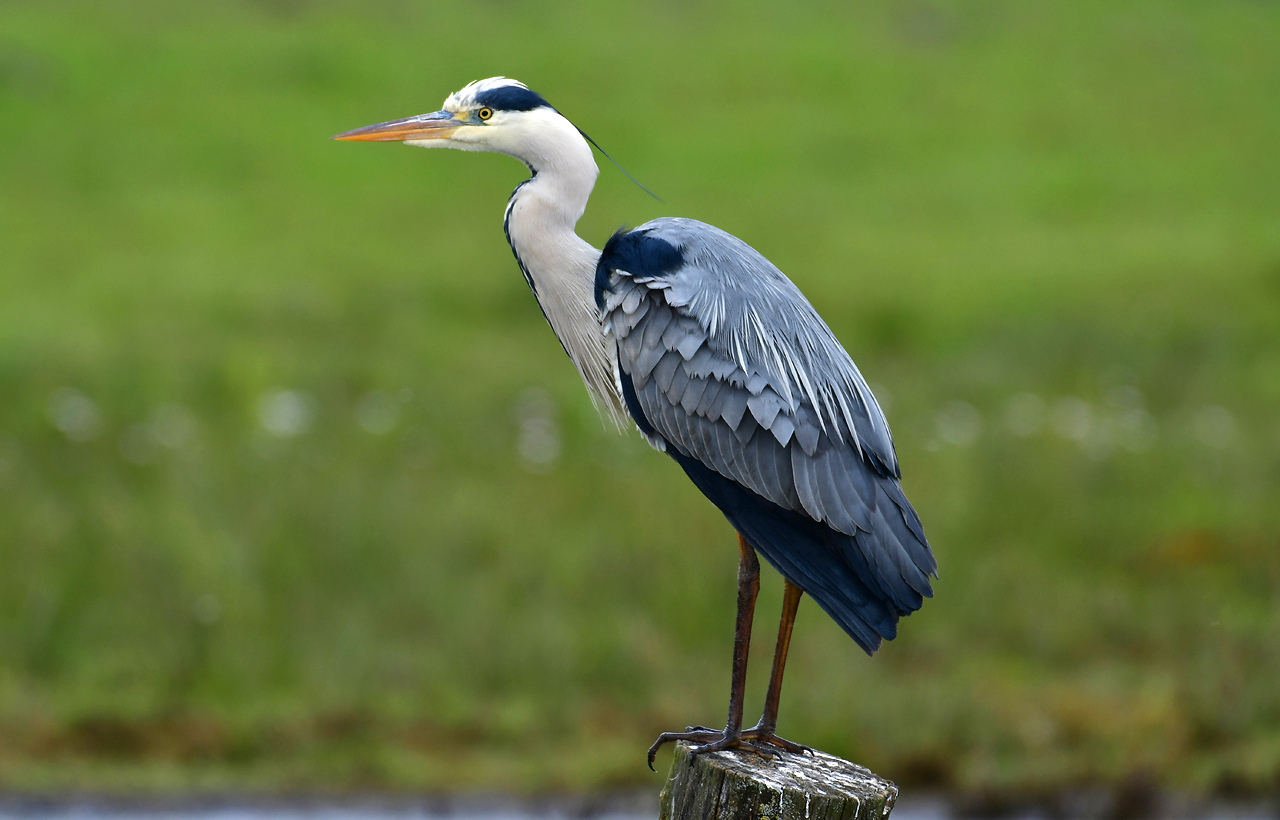 Jozef van der Heijden - Natuurfotografie: Blauwe reiger, Aalscholver en ...