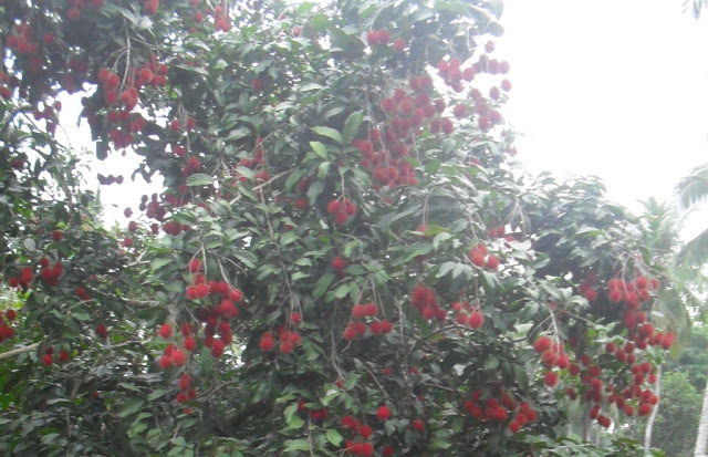 MY TRIPS: Malwana Rambutan in Tree