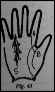 Bracelet Lines ( Manibandh Rekha ) Palmistry ~ INDIAN PALMISTRY | PALM ...