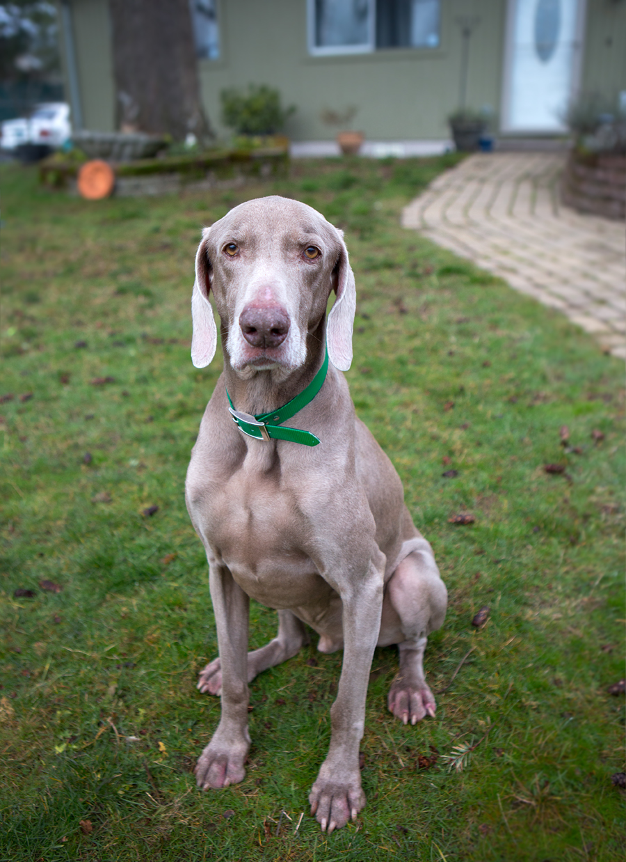 Shelter Dogs of Portland: "TOBY" UPDATE! lovable mature weimaraner ...
