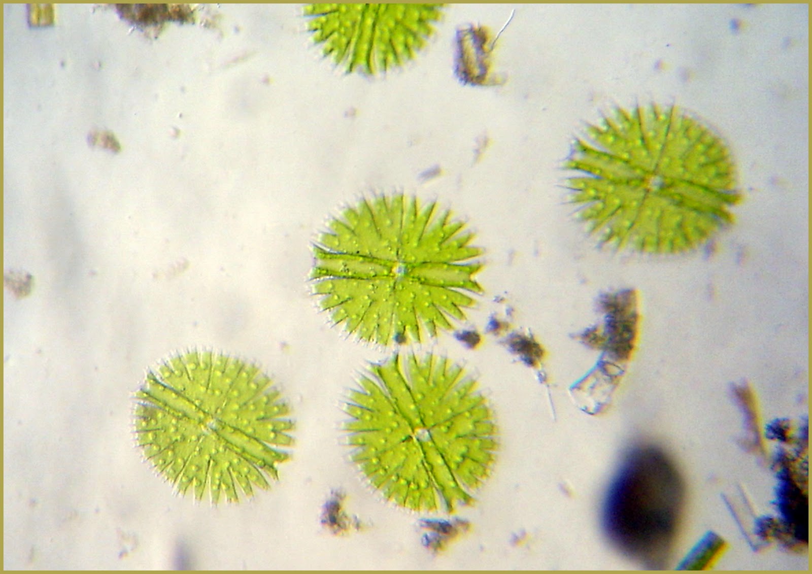 Cultivo de Microalgas em Fotobiorreatores: O fantástico mundo das ...