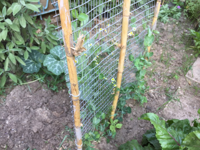 How To Grow Peas - HOME AND GARDEN