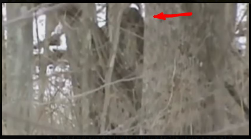 RMSO Bigfoot: Sasquatch Encounter With Screen Shot From Video