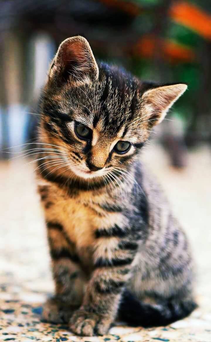 Beautiful Cat Pictures || Beautiful Cat Images || Beautiful Cat ...