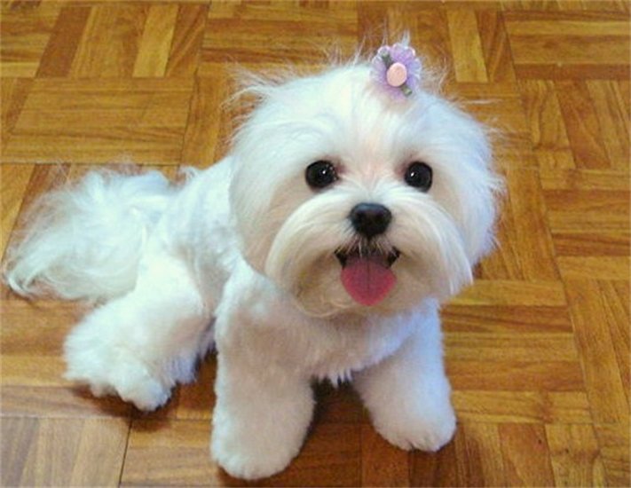 Funny Animals: Maltese Dogs Photos