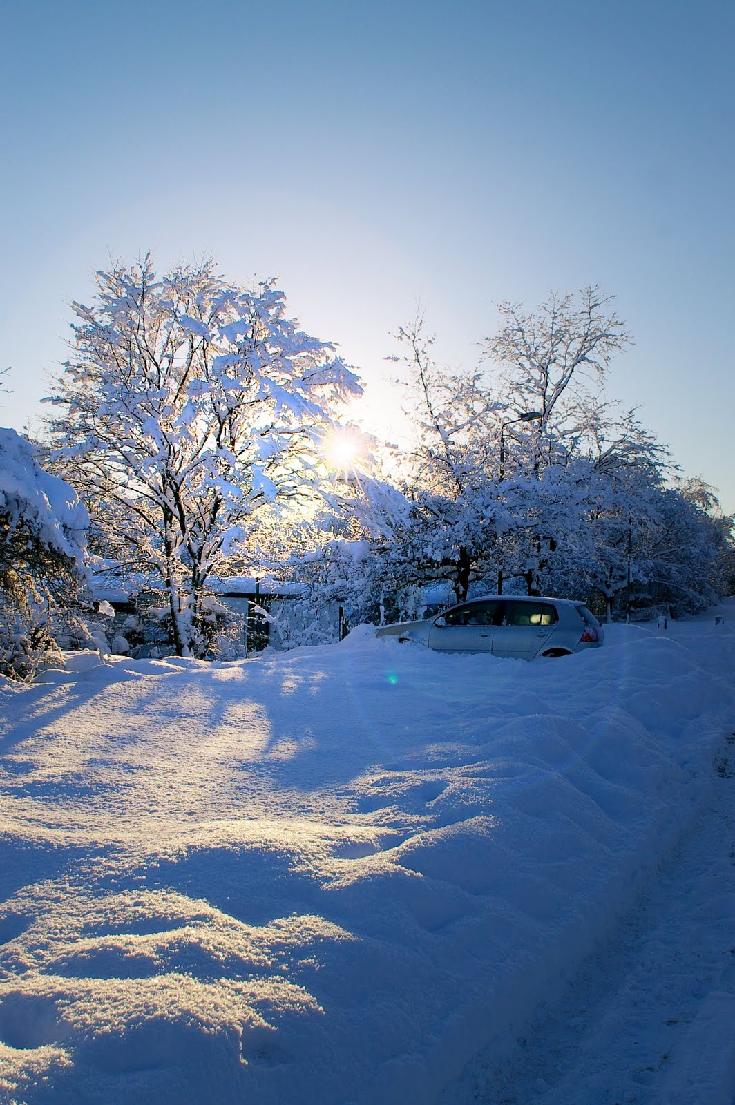 bonnipics: The Winter Sun