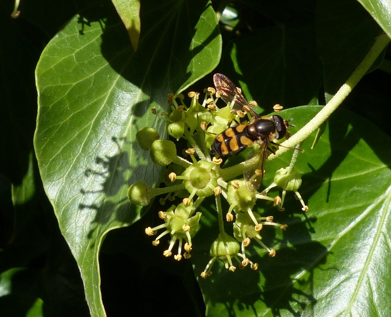 A Field Notebook: Didea fasciata at Newton-le-Willows station