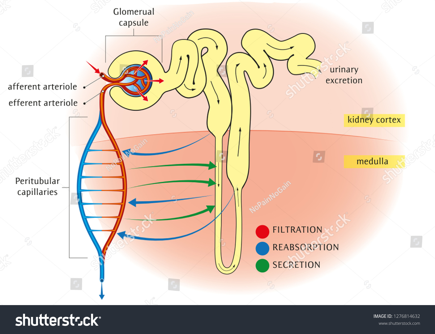 OSMOREGULATION IN MAMMALS, FRESHFISH AND AMOEBA