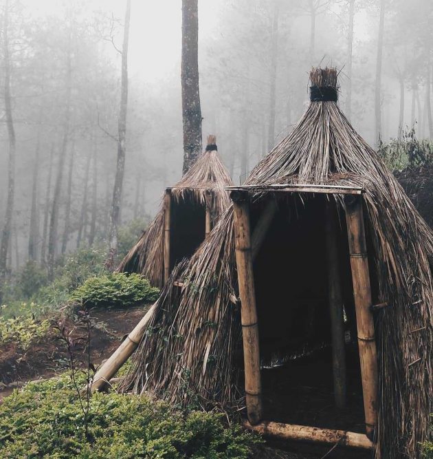 Spot Foto Instagramable Di Goa Pinus