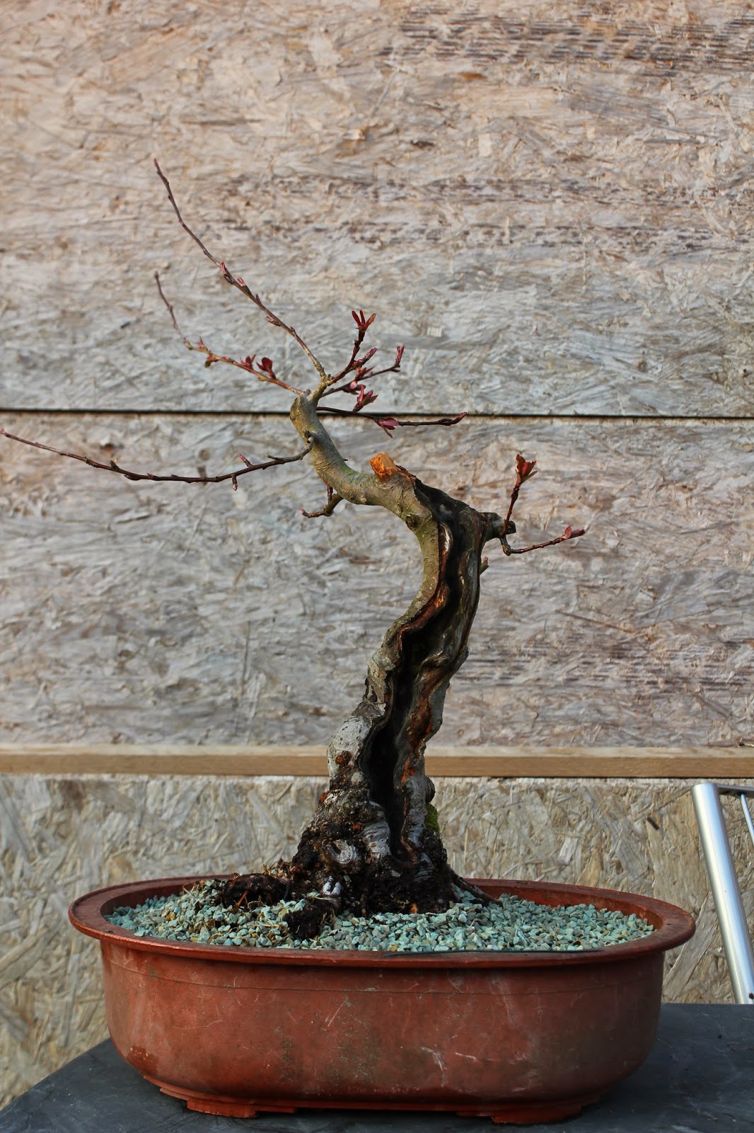 Bonsai en Bogen: bonsai Rowan and Malus repotted