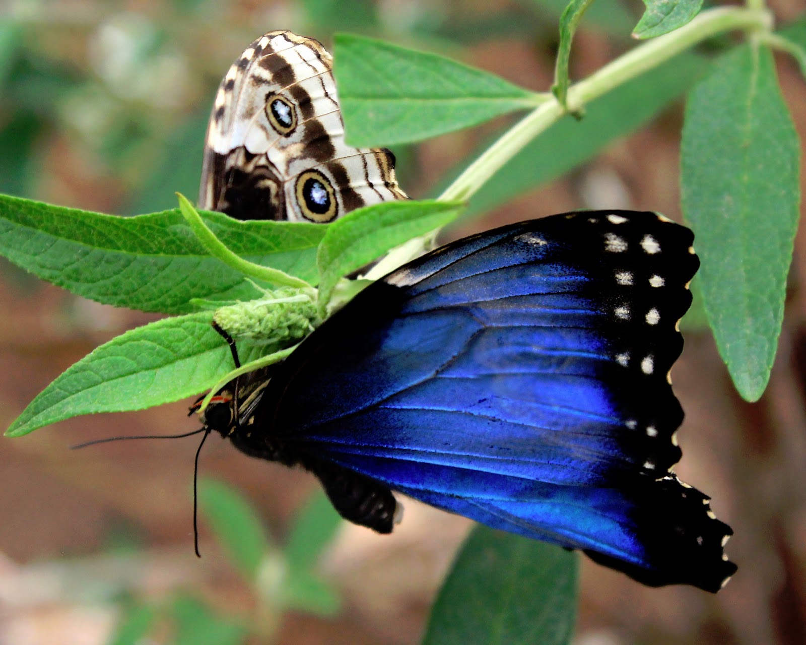 Arizona Writer: Adventures in Butterfly Wonderland