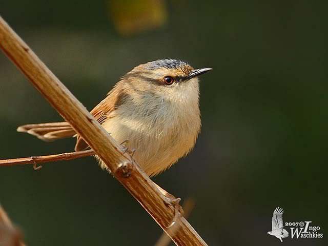 Gambar macam-macam Ciblek | Info Burung Kicauan