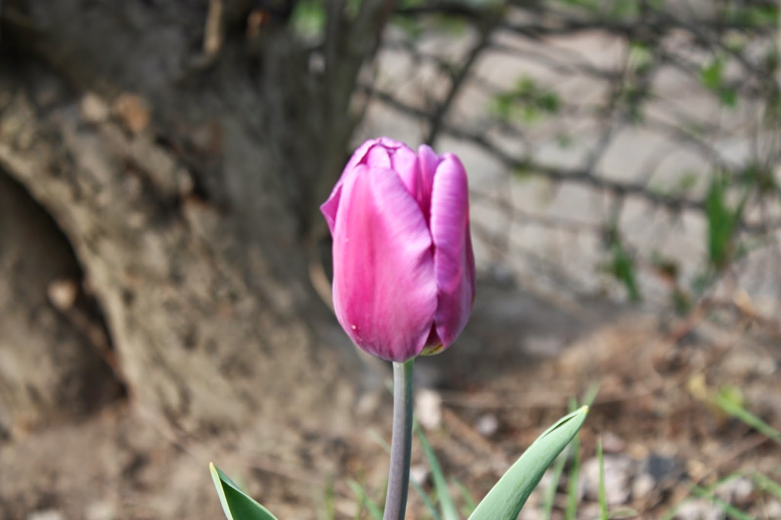 Dakota Wowapi Wakan Kin Bible Project Blog: ANPETU OYAKAPI, WOWAPI ...