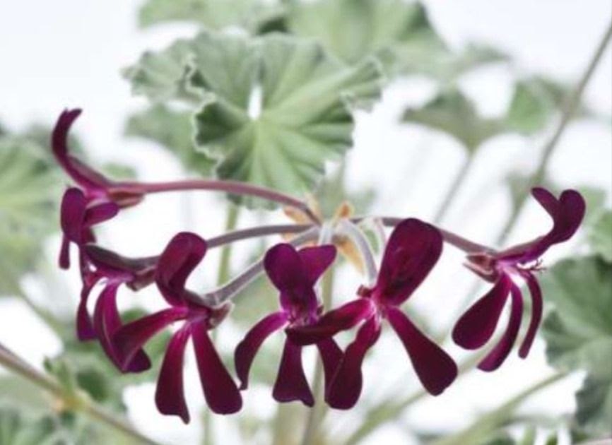 Geneeskracht Pelargonium sidoides