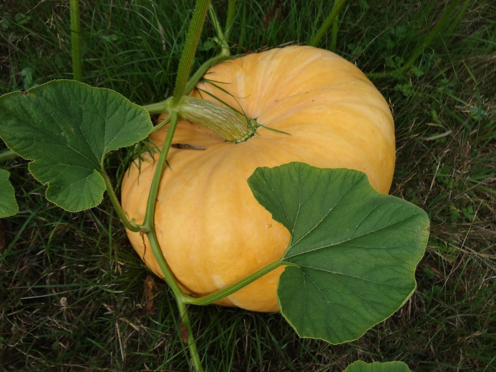 Le blog de Parcs et Jardins de L'Oise: Des courges belles et bonnes