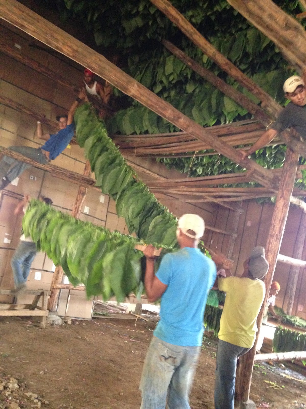 Tobacconist University: CIGARS 101.6: Air-Curing, Fermentation ...