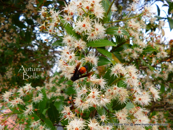 My Nice Garden: Eugenia oleina Tree - Syzygium myrtifolium