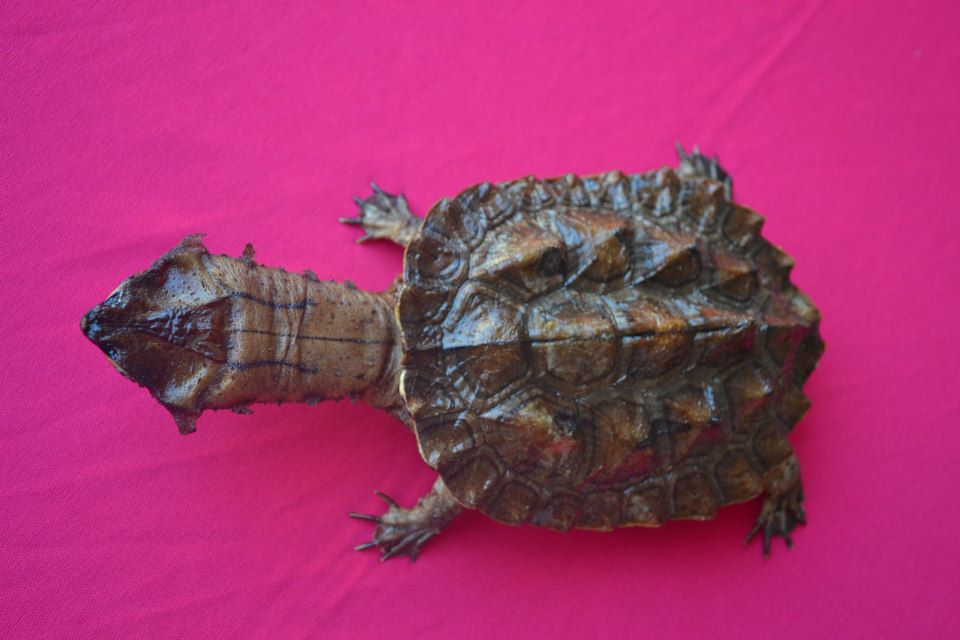 Taksidermi dan Pengawetan Kulit: Taksidermi Reptilia 3 : Albino Chinese ...