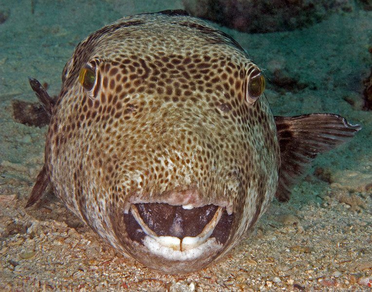 THE ANIMAL WILDLIFE: GIANT PUFFER FISH