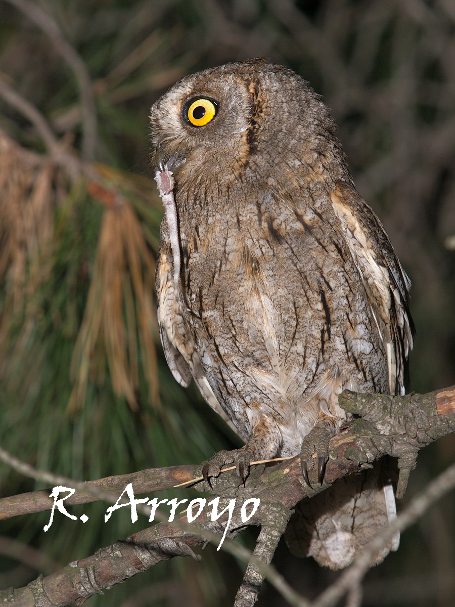 NATURALEZA EN LA COMARCA REQUENA-UTIEL. CAMPEANDO CON MI CAMARA: AUTILLO