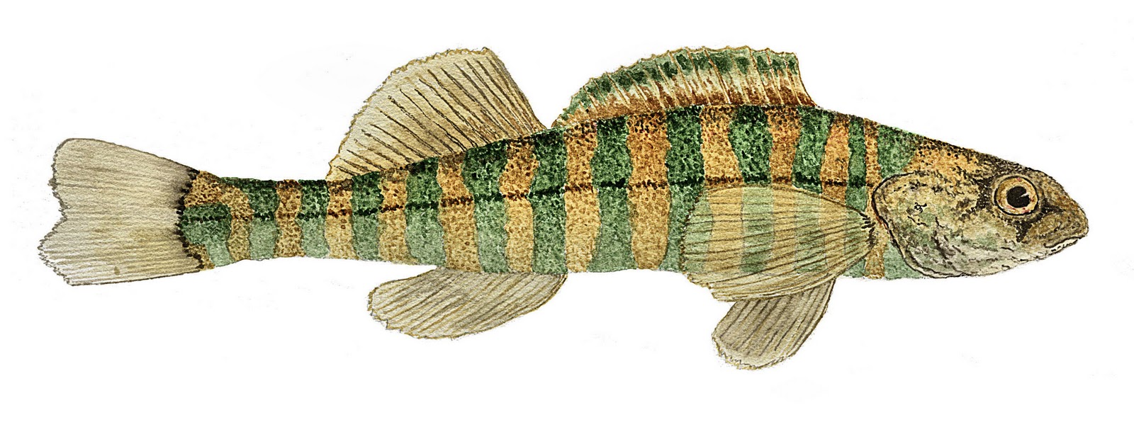 Daily Painters of Pennsylvania: 'Watercolor Study of a Candy Darter ...