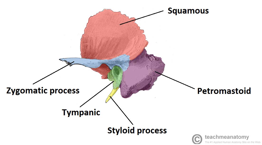 MT Endangerment Sites: 37. Squamous Portion of the Temporal Bone and ...