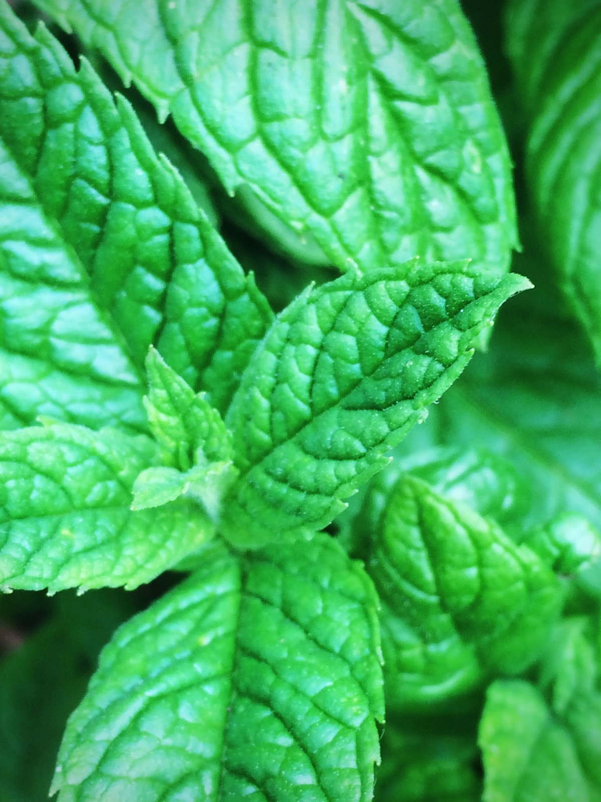 My Pick of 5 Super Easy Herbs to Grow - Purity Belle Environmental Blog