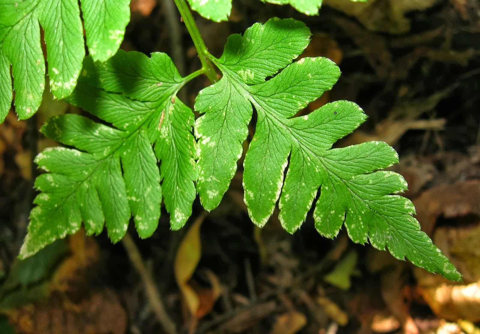 Tangled Web: The Ferns of the East