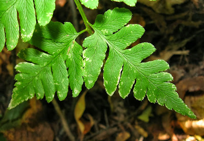 Tangled Web: The Ferns of the East