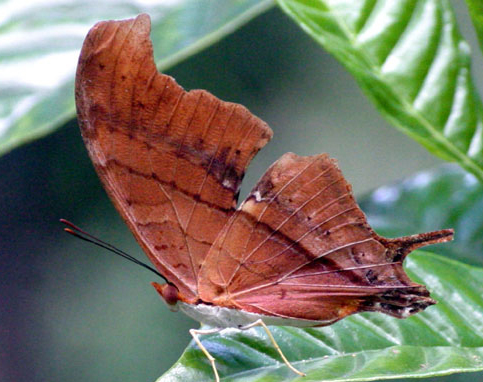 Ruddy Daggerwing ~ Butterfly of The Earth