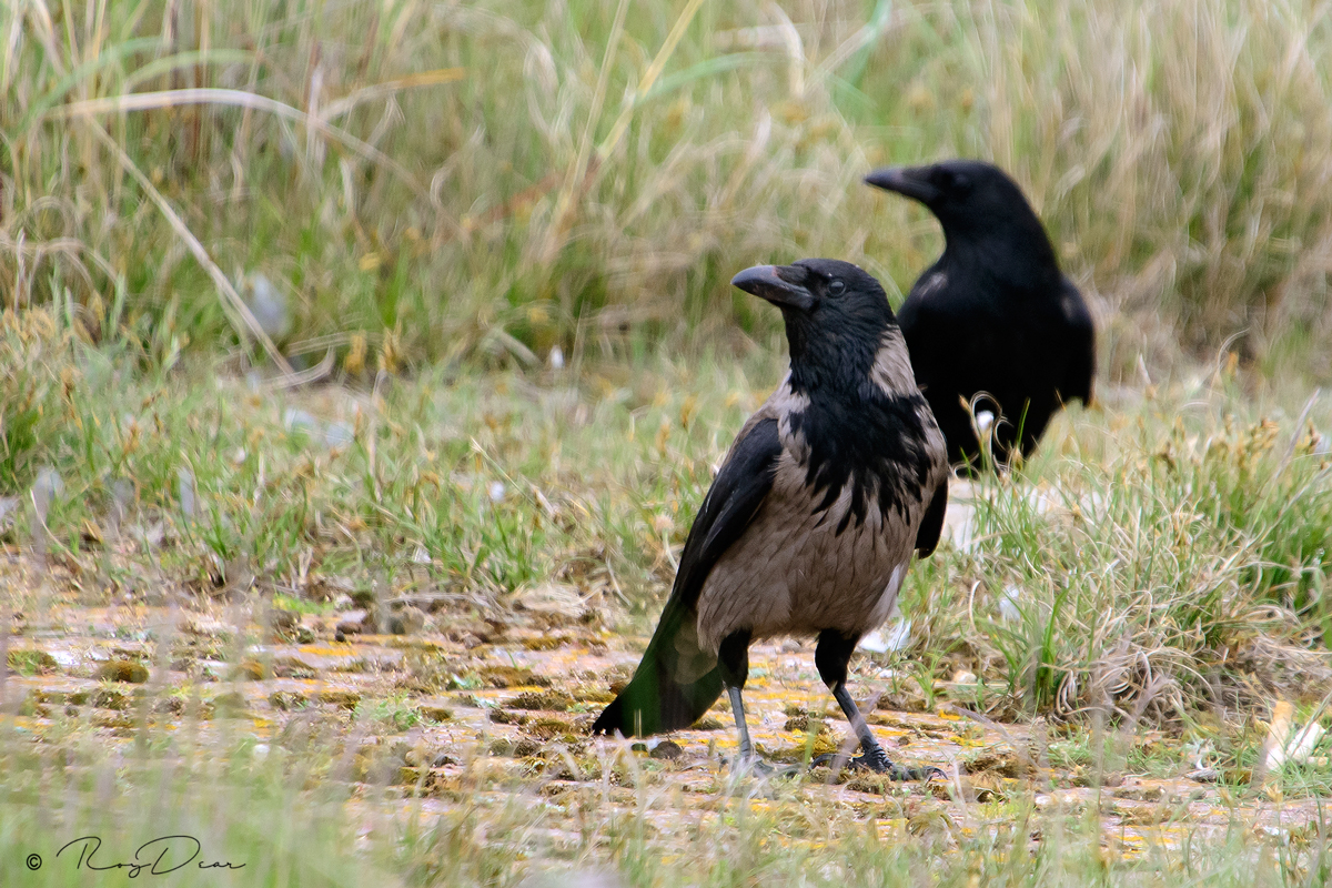 Foto's: Bonte en zwarte kraai