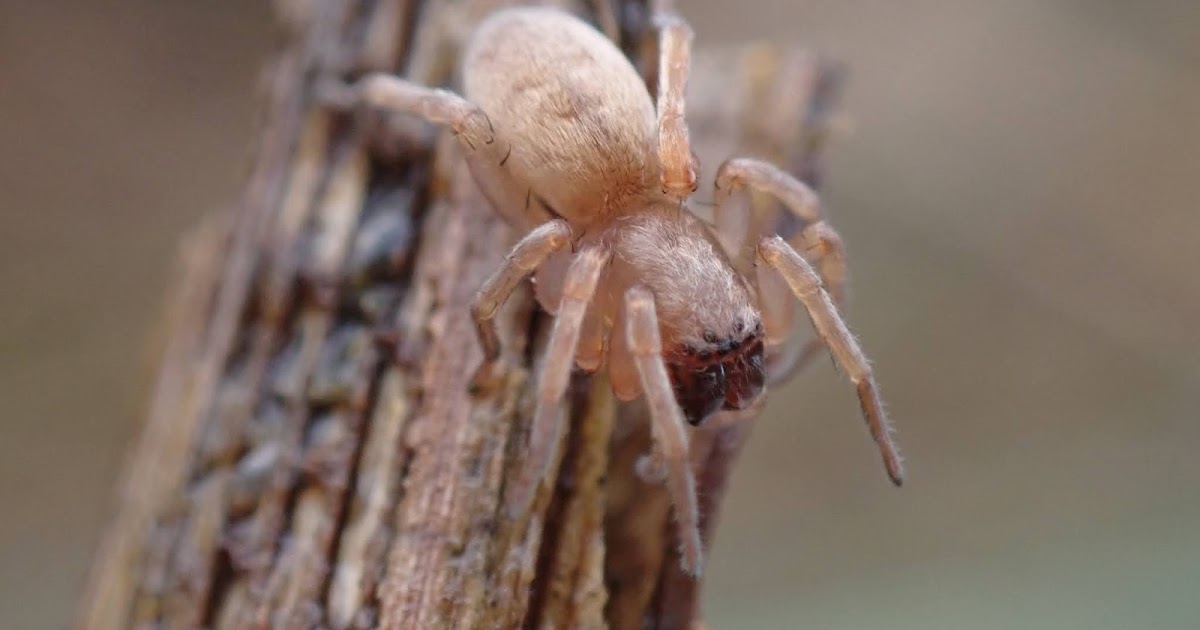The Lyons Share: 450 spiders in a year IS possible!