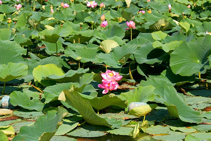 Photo of the week: ផ្កាឈូក - Lotus