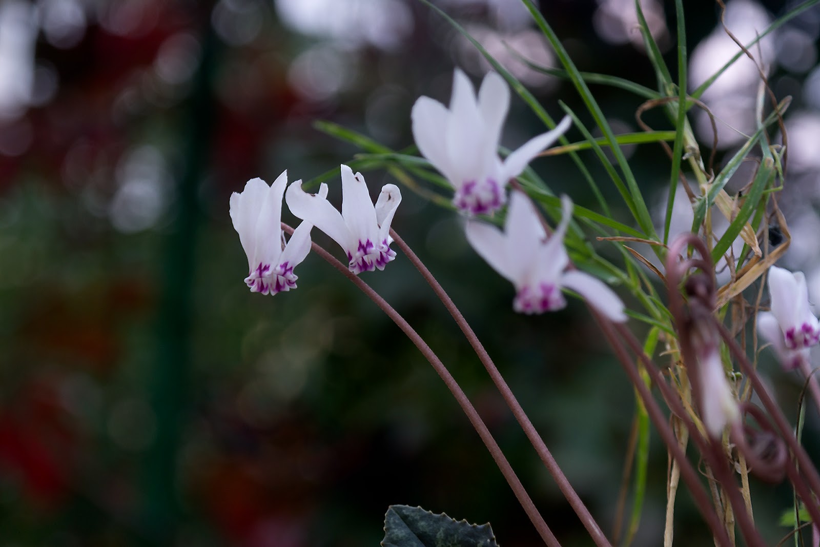 Cyclamen cyprium - Cyprus cyclamen | Travaldo's blog