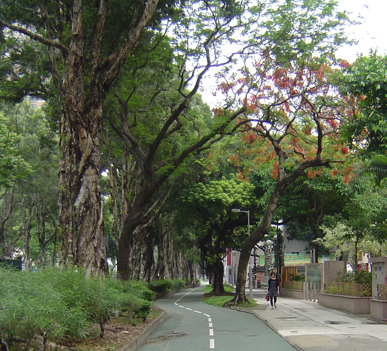 the view from fanling: in praise of trees