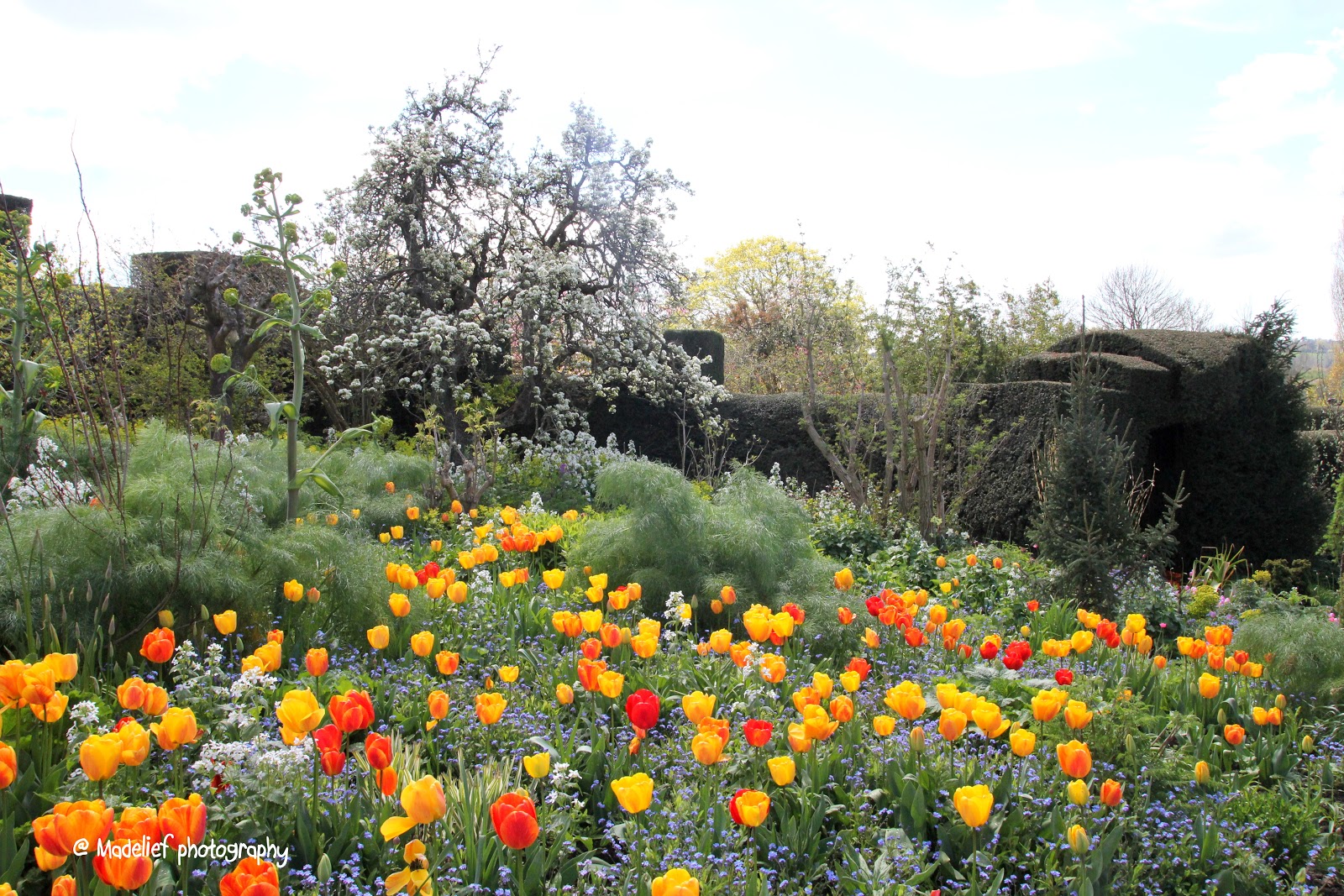 Madelief: In the spring garden