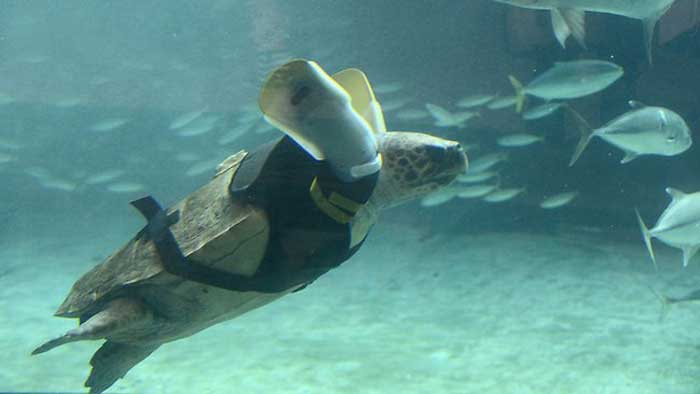 Nothing To Do With Arbroath: Disabled turtle gets new lease of life ...