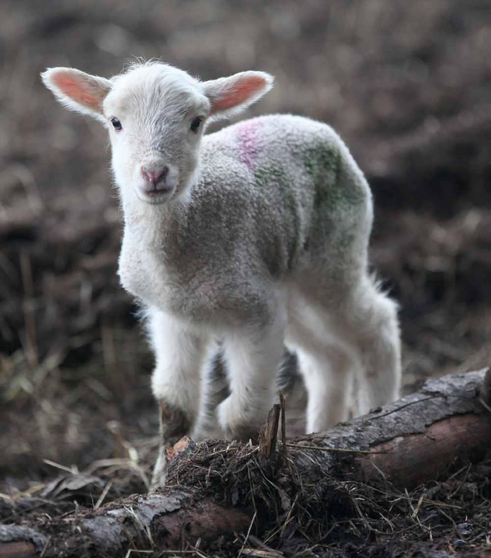 Getting Stitched on the Farm: More Cute Lamb Pics