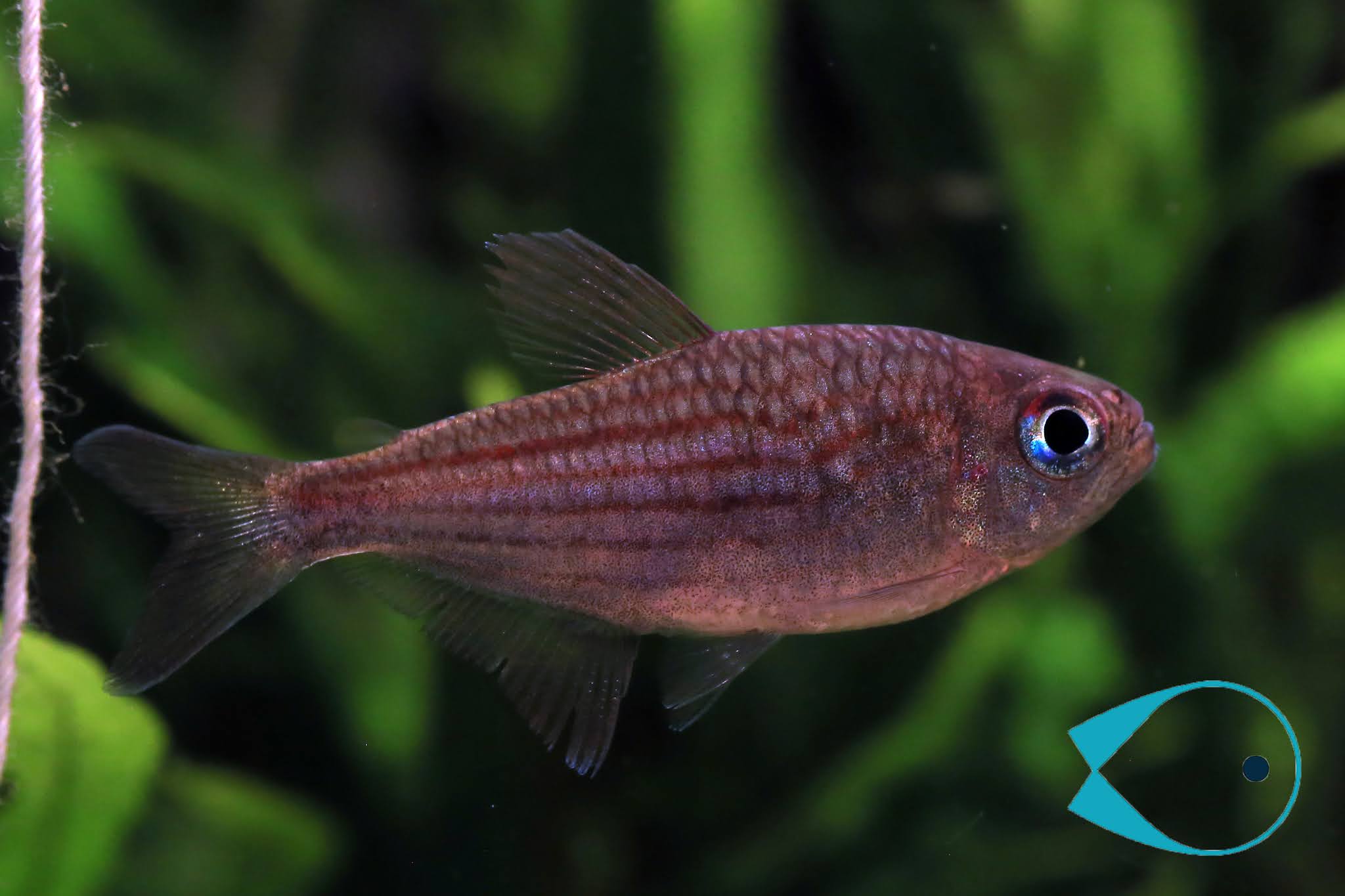 草藝水族: 紅線牛奶燈(Moenkhausia agnesae)