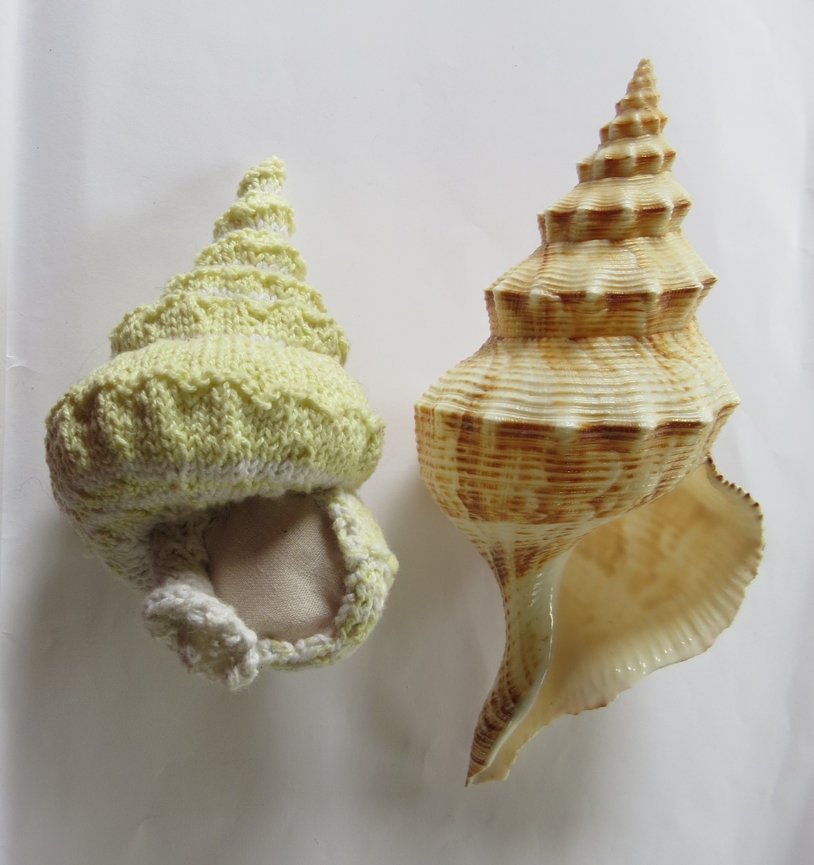 biomathcraft: My Best Seashell Model- photo 27/11/2018