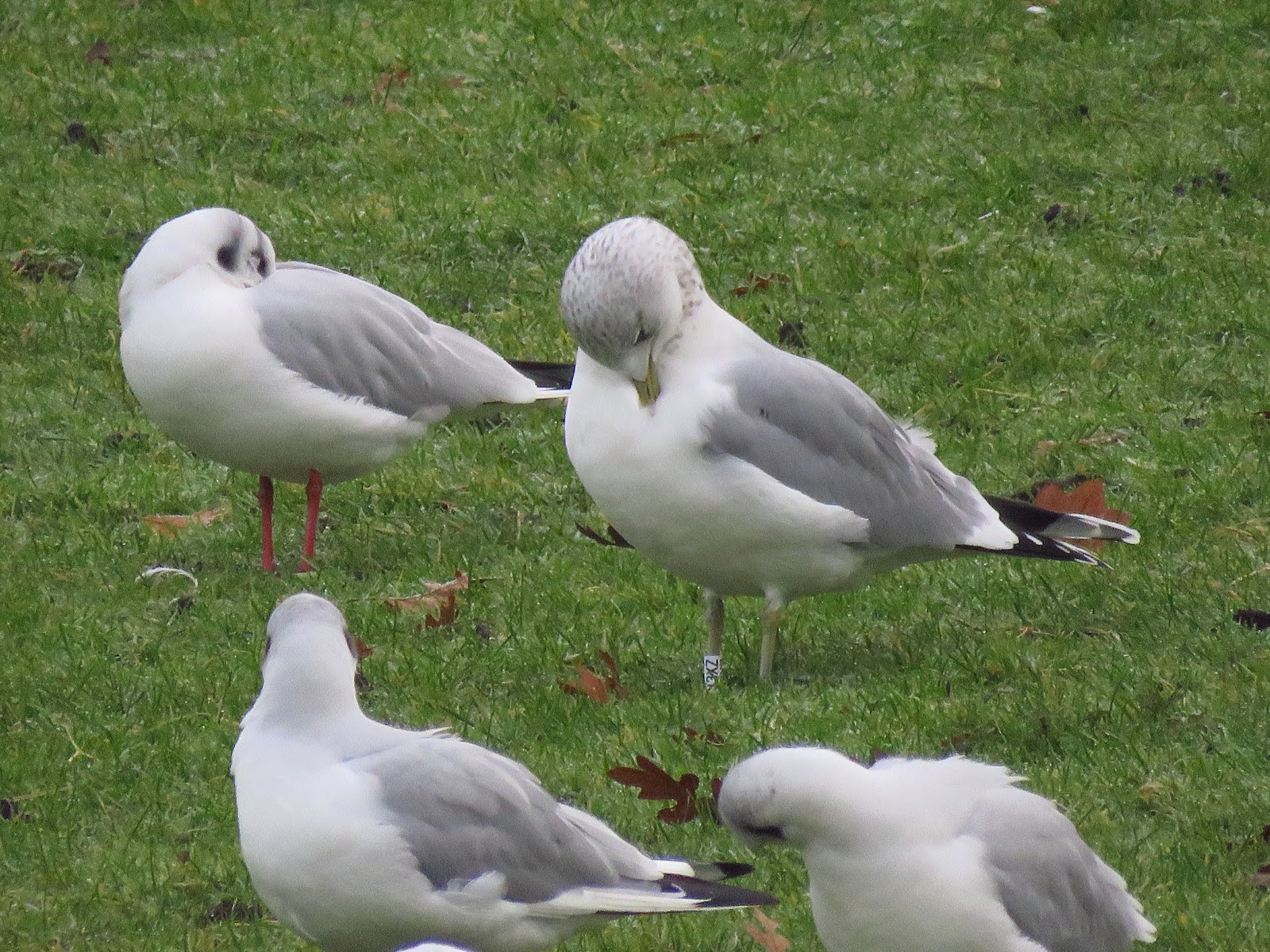 The Rattling Crow: Loafing gulls