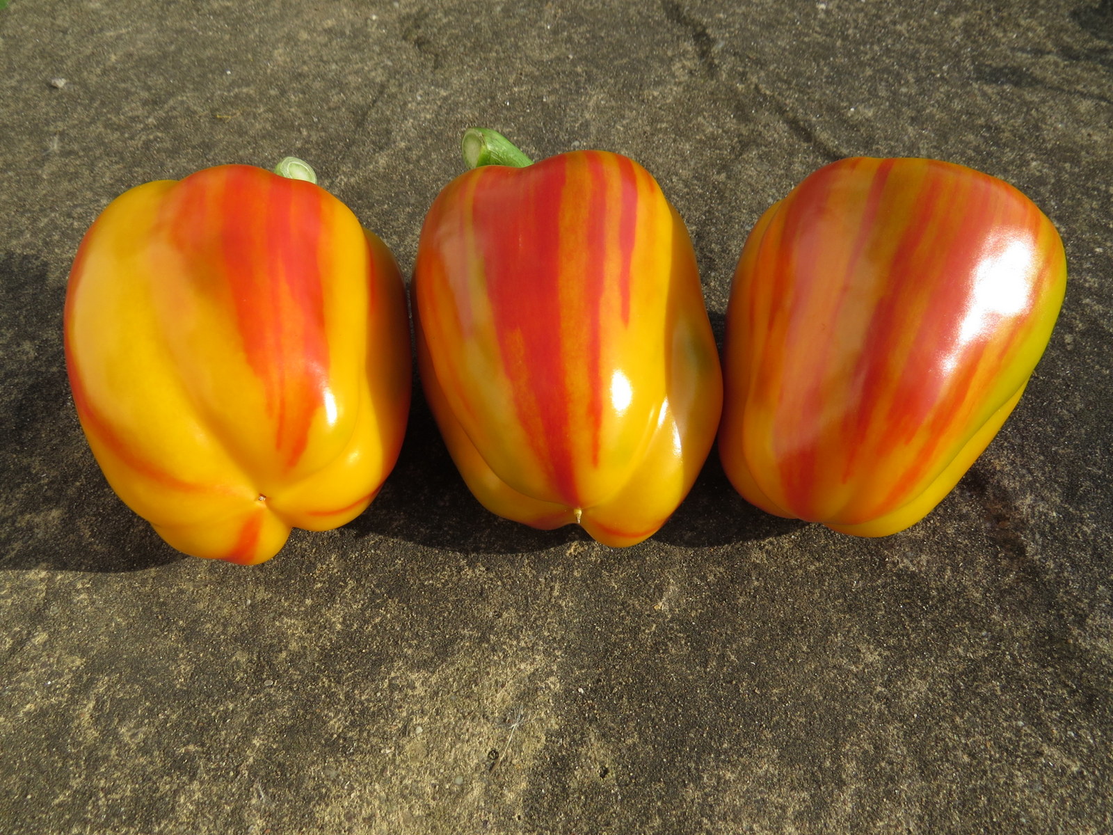 Growing Food, Saving Seeds: Enjoya Peppers (Flame Peppers)