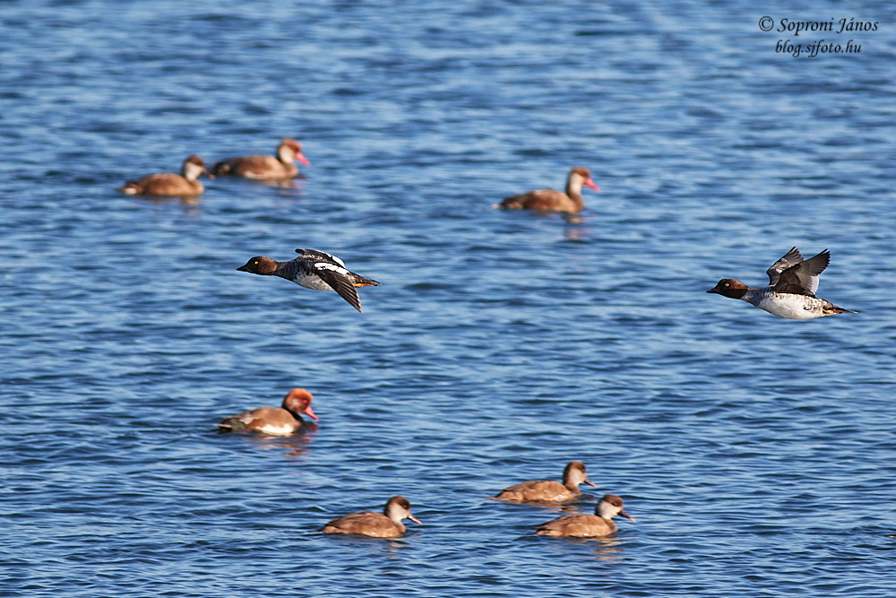 Soproni Jani fotóblogja: 2020. 09. 27. - 2020. 10. 04.