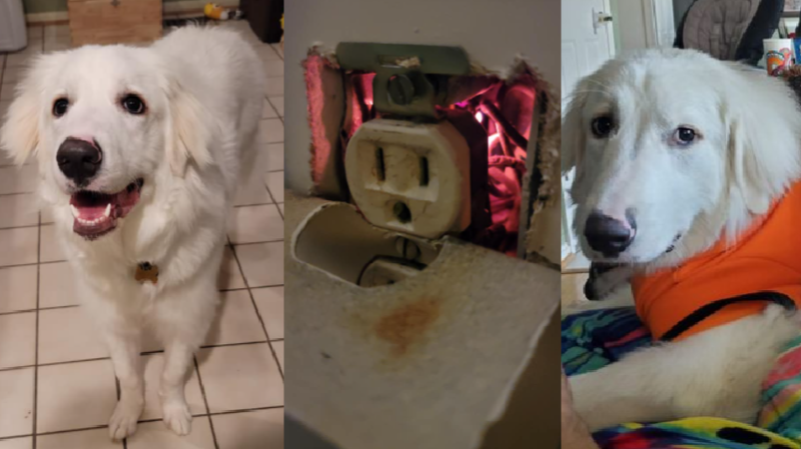 Larawan Ng Alagang Aso At Kanyang Amo | dekanyang