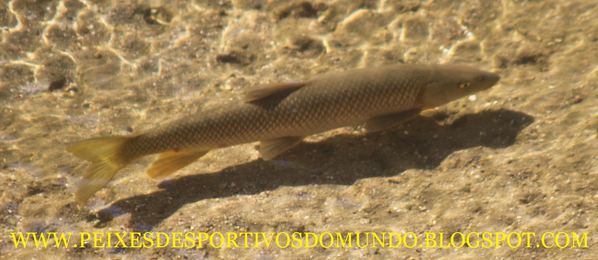 PEIXES DESPORTIVOS DO MUNDO: O BARBO COMÚN - Luciobarbus bocagei ...