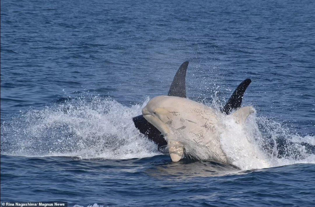 Two incredibly rare white orcas are spotted off the coast of Japan