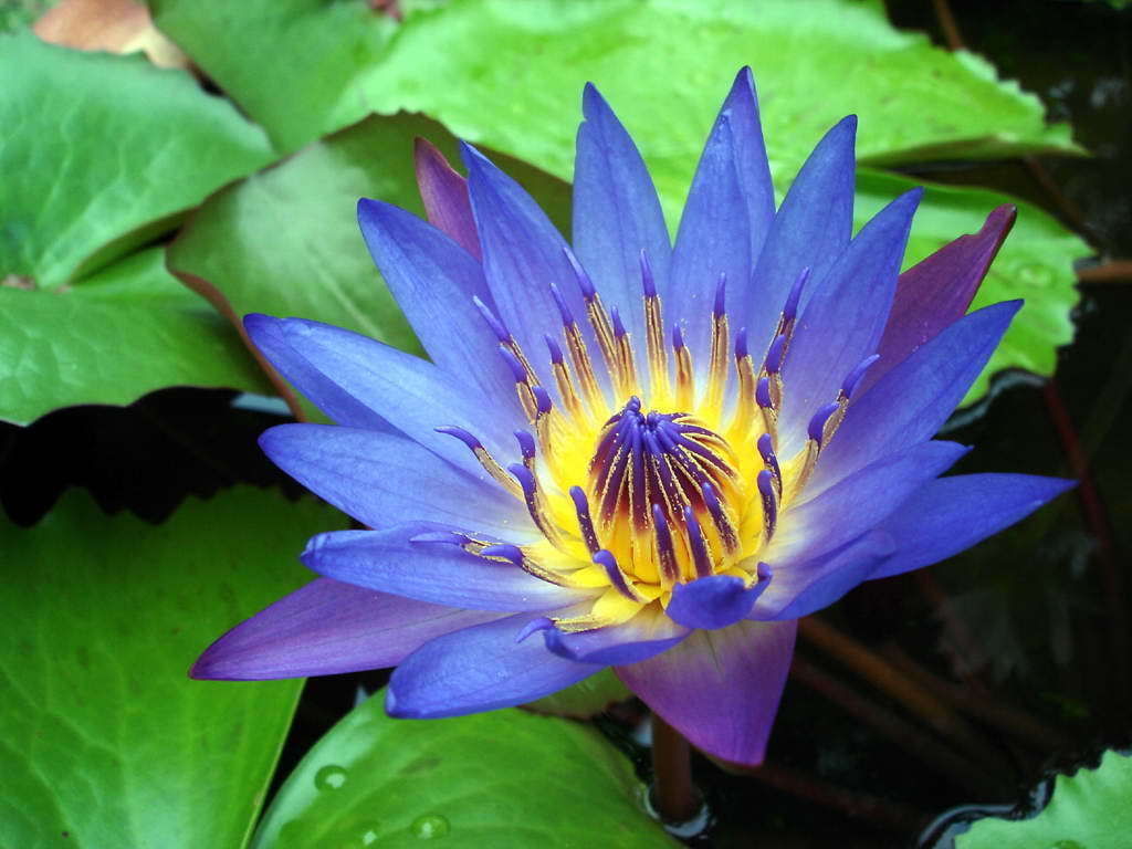 Seminte si plante de gradina hobby: Nufarul Blue-Nymphaea Caerulea