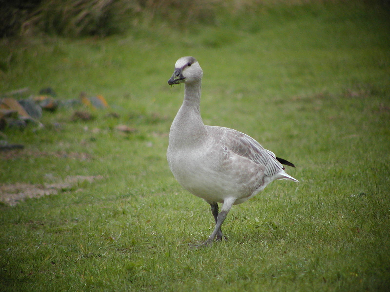 Bev s Nature Blog Snow Goose Blue Morph bev-s-nature-blog-snow-goose-blue-morph